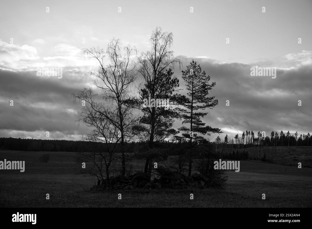 Trees on grassy field Black and White Stock Photos & Images - Alamy
