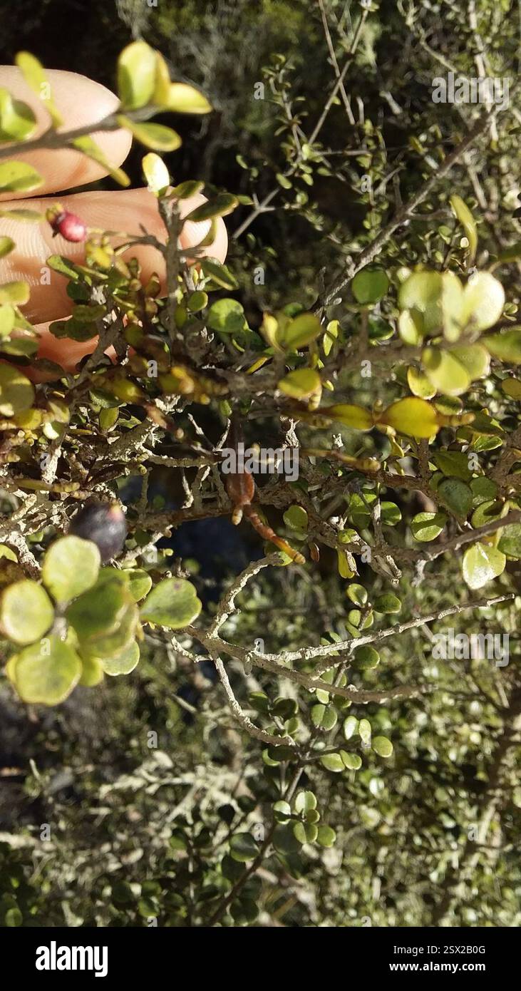 Dwarf mistletoe (Korthalsella lindsayi), Plantae, Maitai, Nelson, New ...