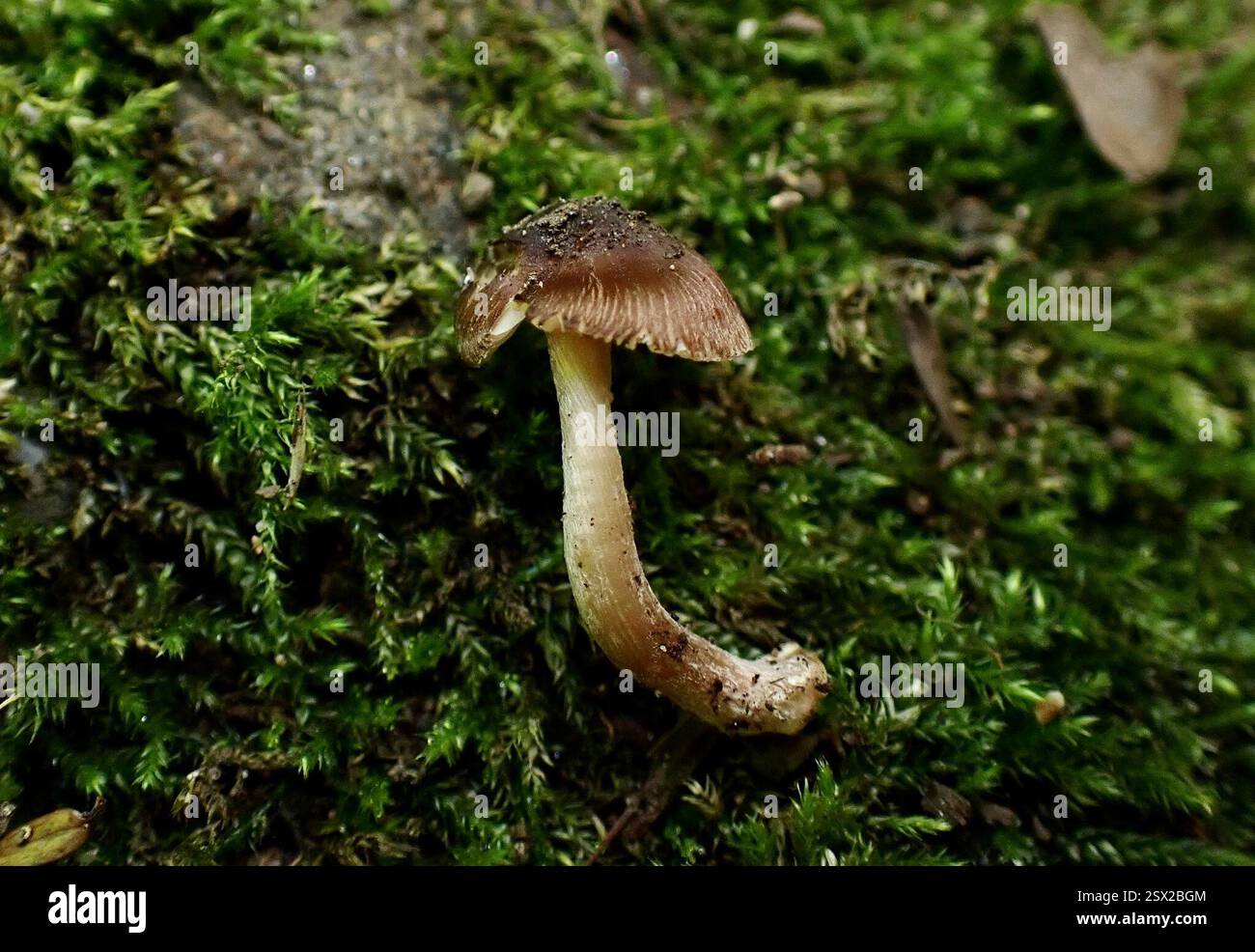 Fiber Caps (Inocybe), Fungi, Mystery Point Rd, Garrison, NY, US Stock ...