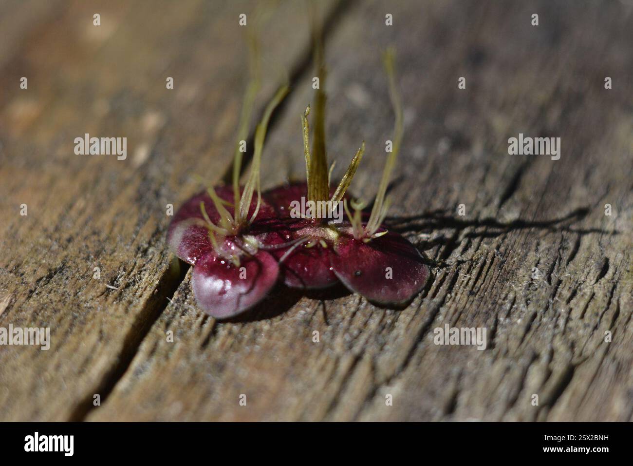 greater duckweed (Spirodela polyrhiza), Plantae, Селивановский р-н ...
