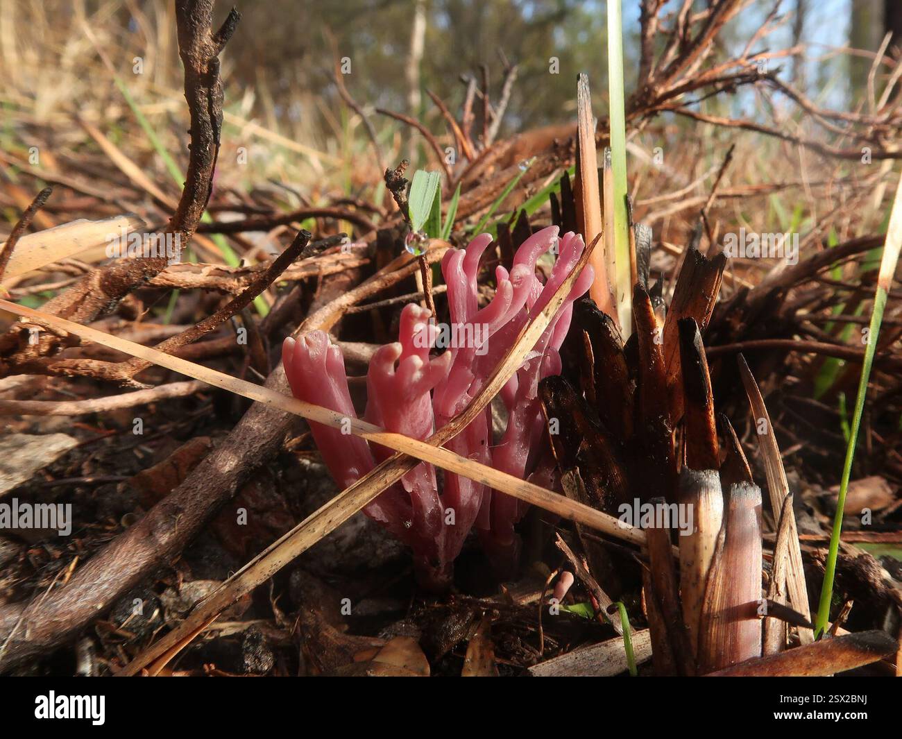 violet coral fungus (Clavaria zollingeri), Fungi, Lilydale TAS 7268 ...