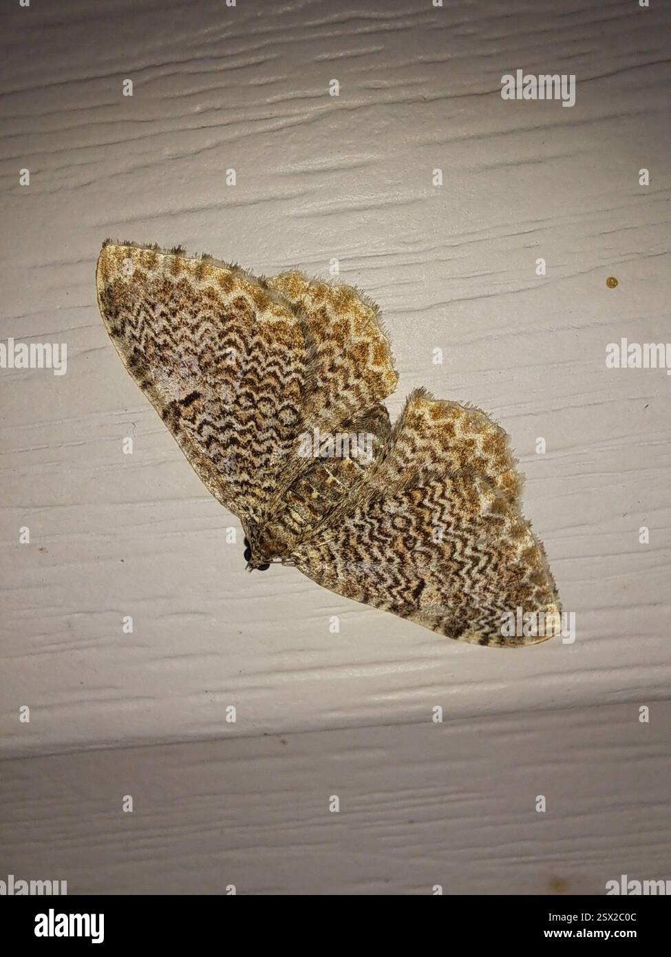 Scallop Shell Moths (Hydria undulata), Insecta, Macdonald, Meredith and ...