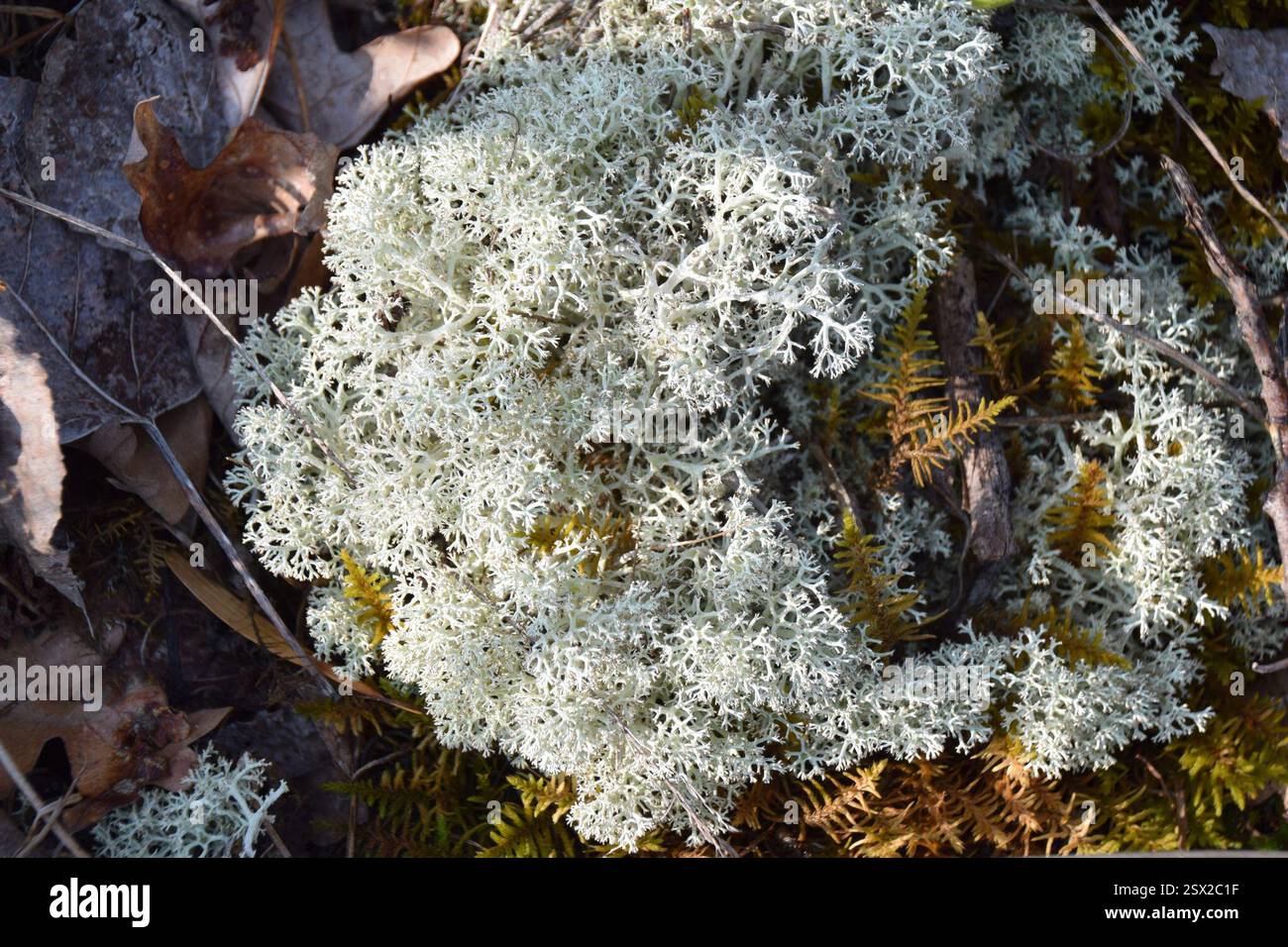 Star-tipped Reindeer Lichen (Cladonia stellaris), Fungi, Powerview ...