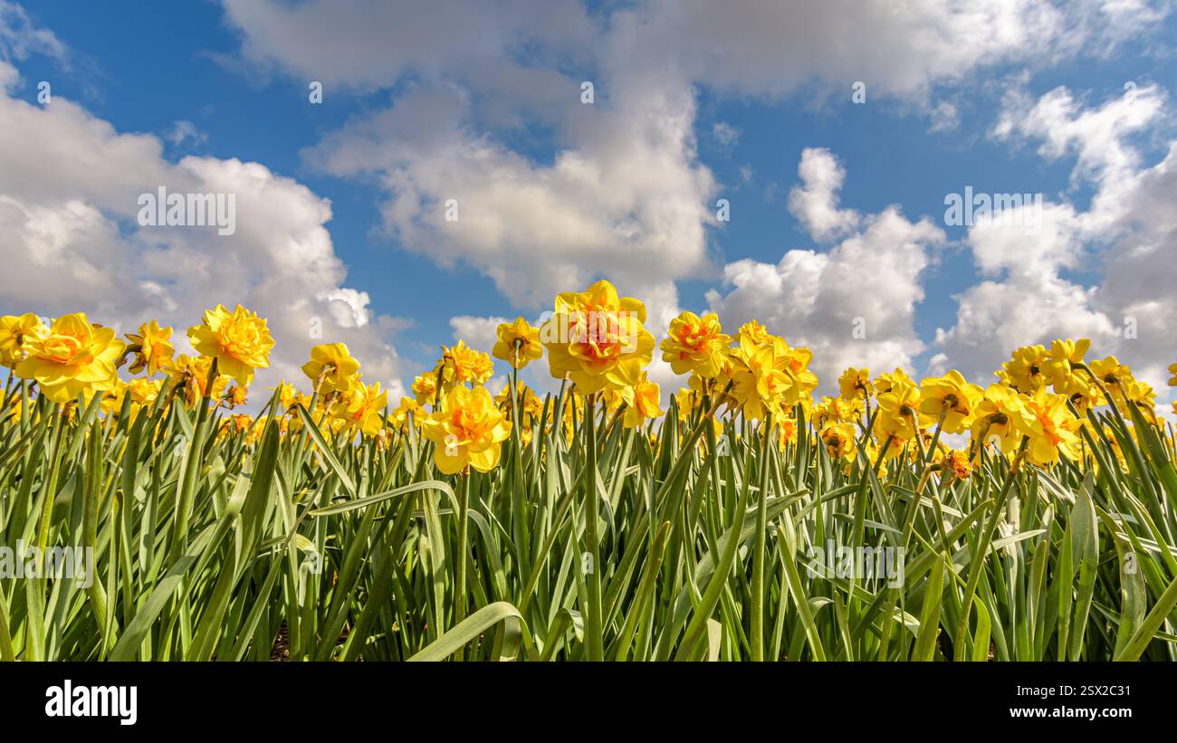 beautiful dutch daffodil flowers with blue cloudy sky background ...