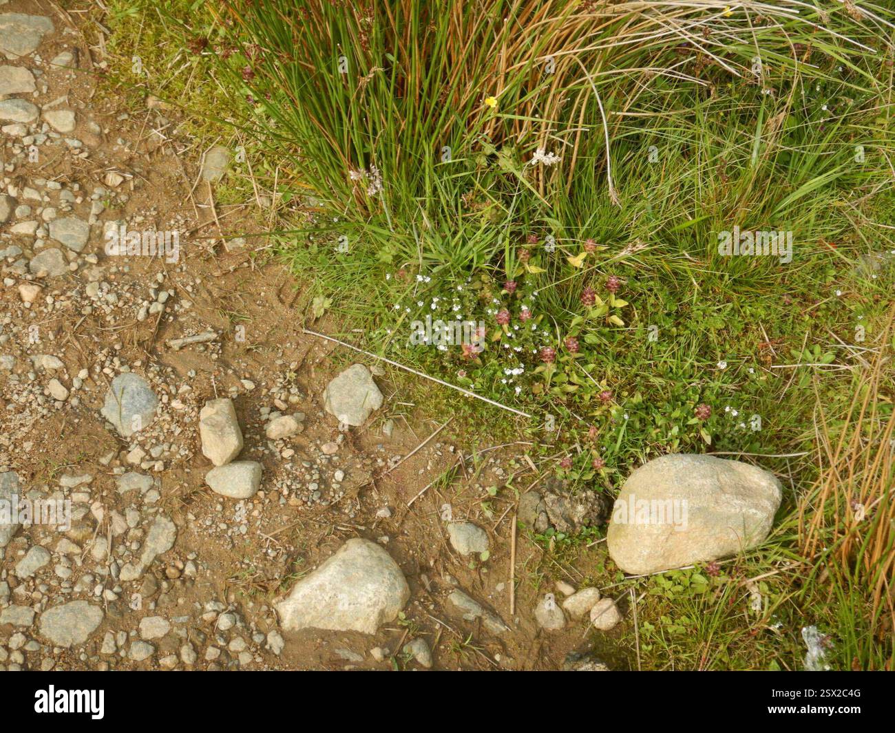 eyebrights (Euphrasia), Plantae, Angus Council, UK Stock Photo - Alamy