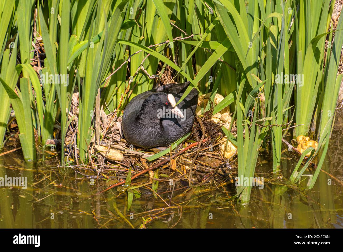 Breeding Common Coot on nest in pond Stock Photo - Alamy