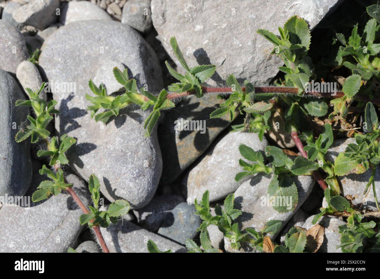 Spiny restharrow (Ononis spinosa), Plantae, Abergele Front, Sea Road ...