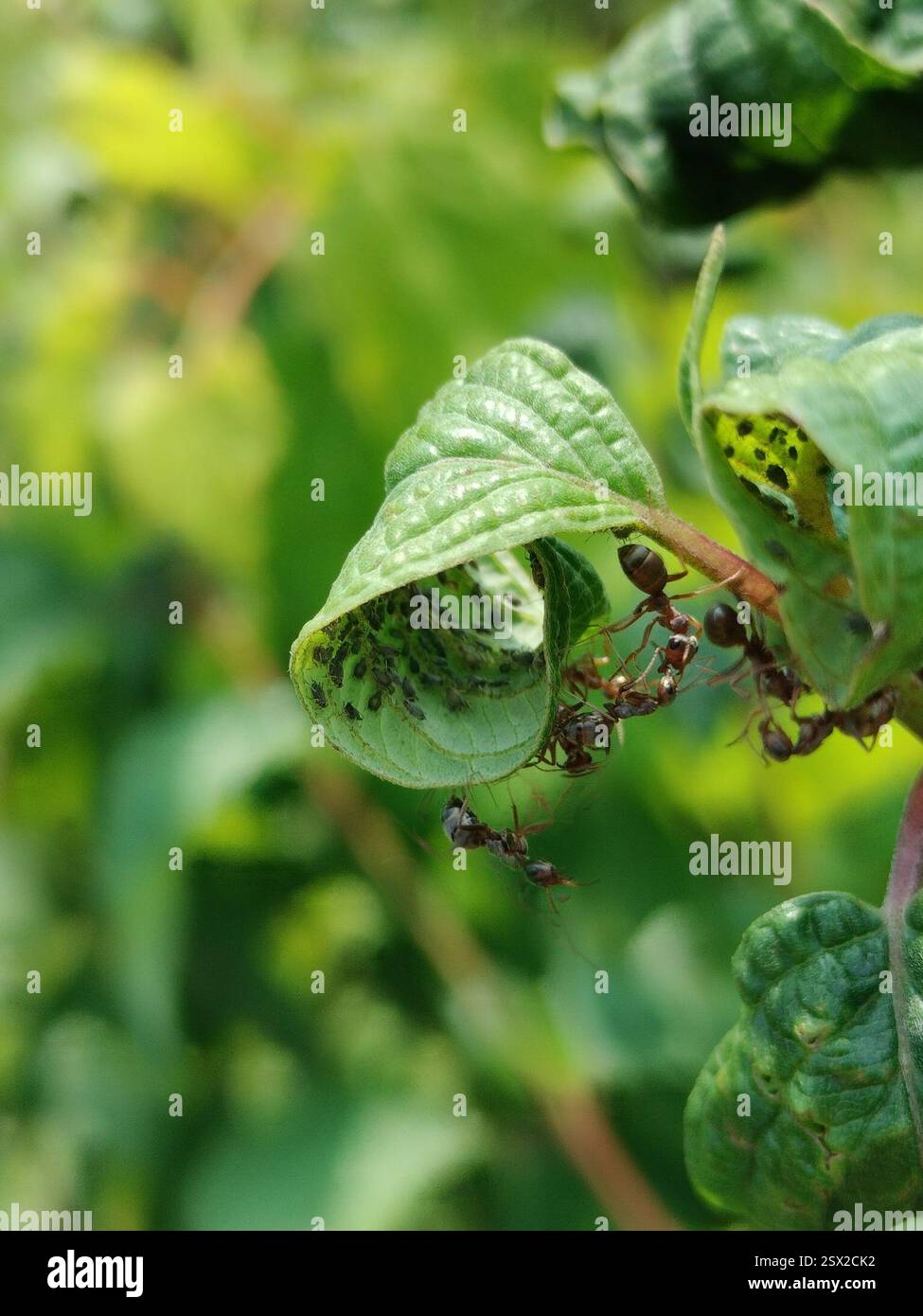 Prairie Mound Ant (Formica montana), Insecta, Grand Chute, WI, USA ...