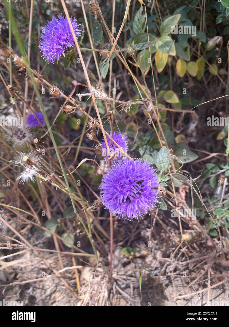 Coyote Mint (Monardella villosa), Plantae, Reinhardt Redwood Regional ...