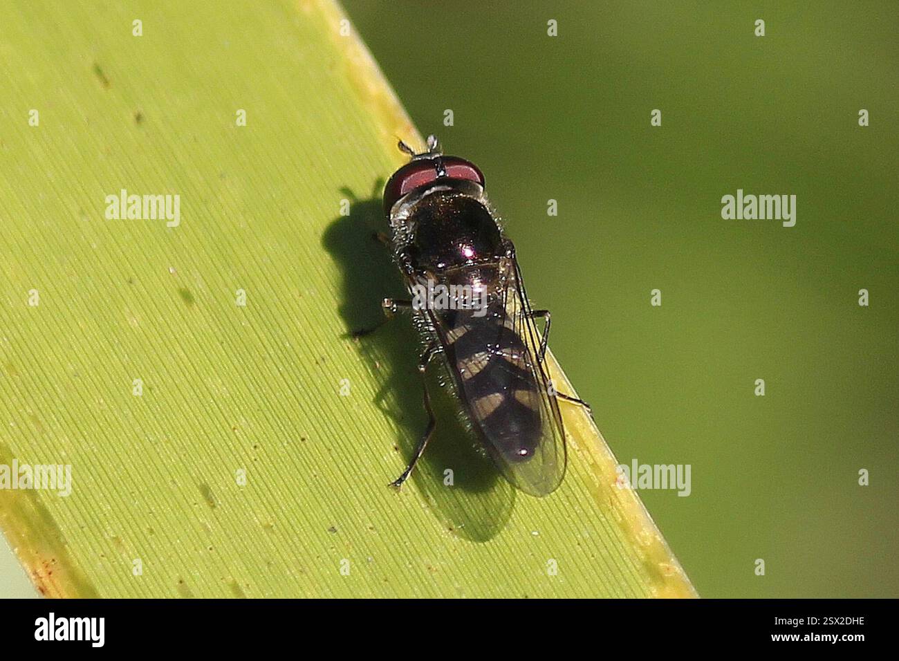Hover Flies (Syrphidae), Insecta, Mount Coot-Tha QLD 4066, Australia Stock Photo - Alamy