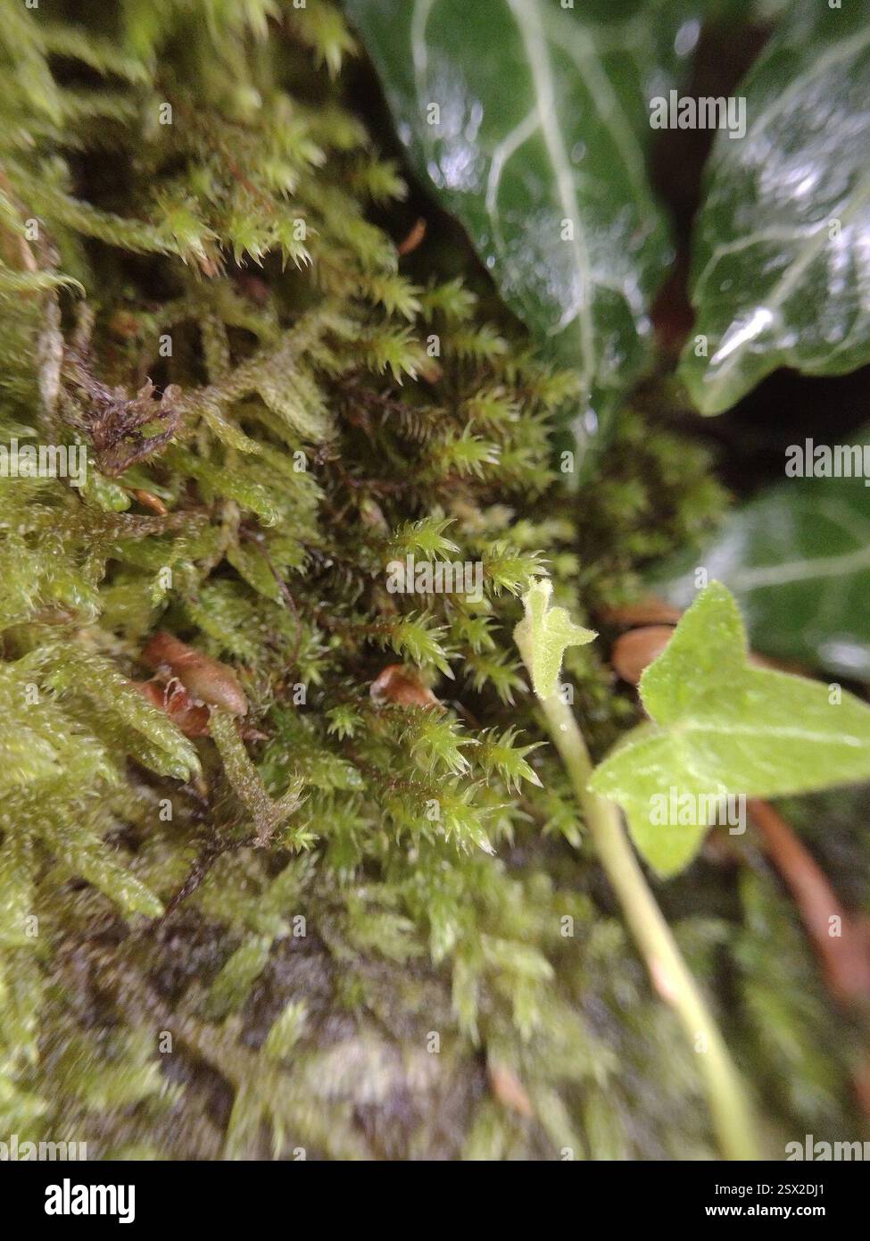 feather mosses (Hypnales), Plantae, Powiat wejherowski, Polska Stock ...