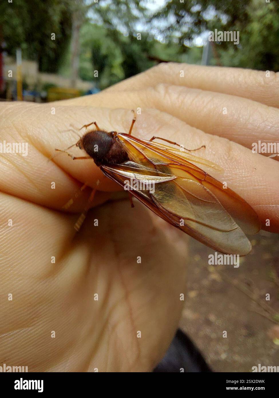 Chicatana Leafcutter Ant (Atta mexicana), Insecta, La Pitaya, Xalapa ...