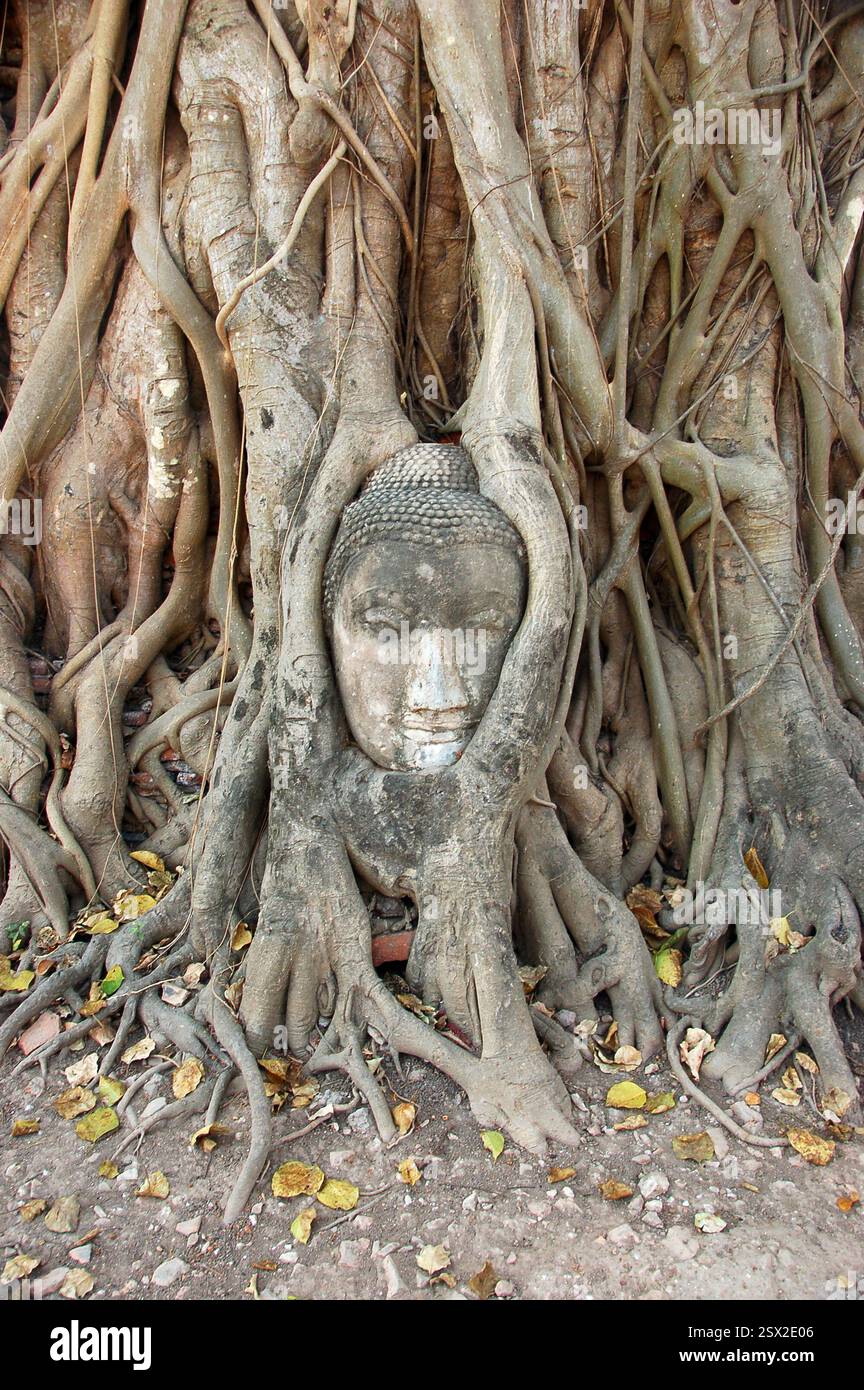 Buddha's head entwined in banyan tree roots at Wat Mahathat, Ayutthaya ...