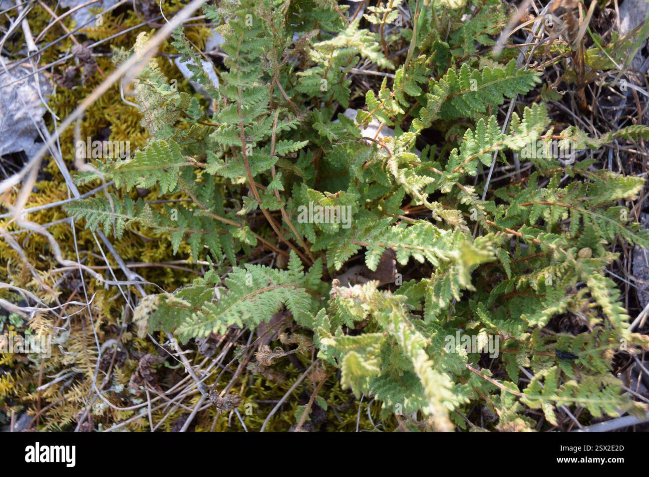 rusty woodsia (Woodsia ilvensis), Plantae, Powerview, Powerview-Pine ...