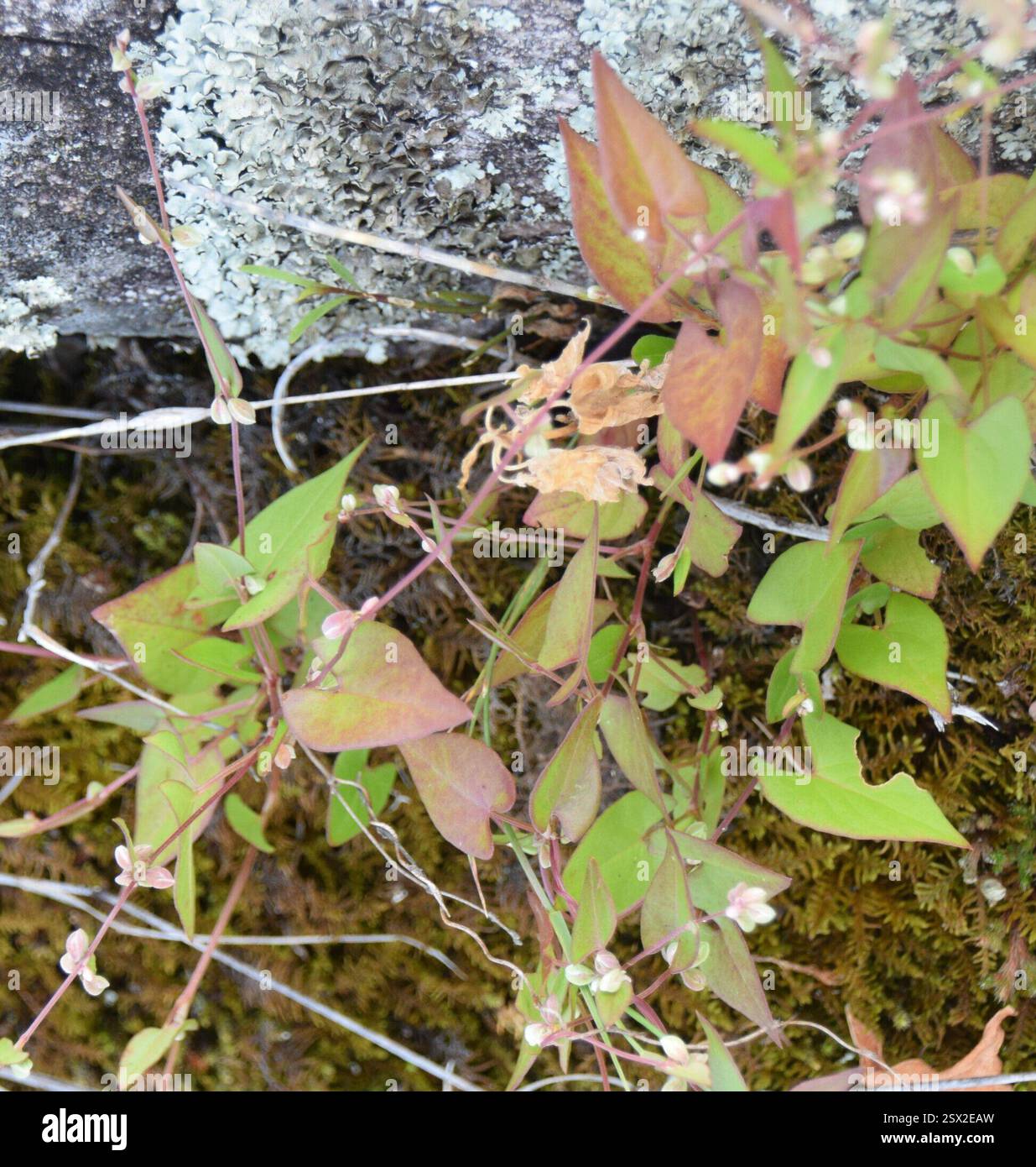 Fallopias (Fallopia), Plantae, Powerview, Powerview-Pine Falls, MB ...