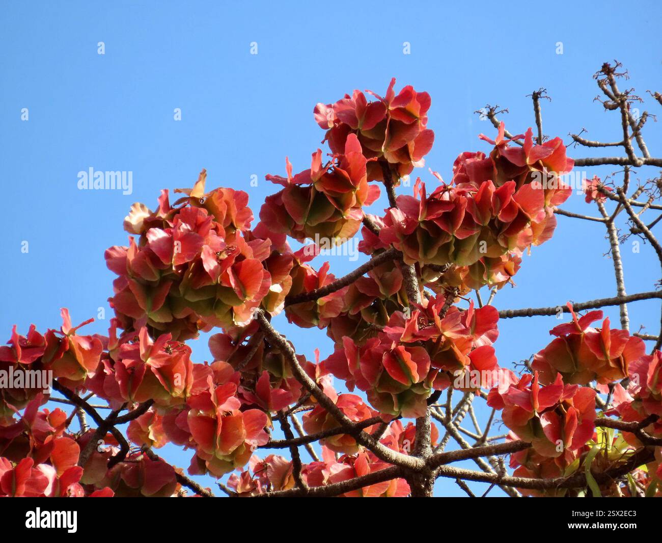 canoe tree (Cavanillesia platanifolia), Plantae, Pinogana, PA-DR, PA ...