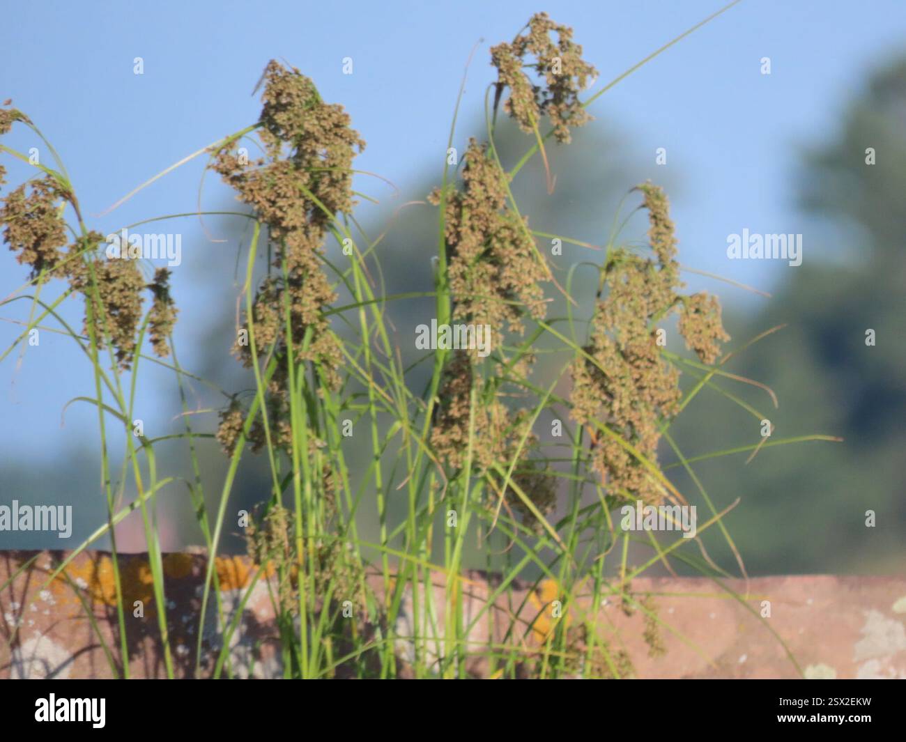 woolgrass (Scirpus cyperinus), Plantae, Lake Huron, CA-ON, CA Stock ...