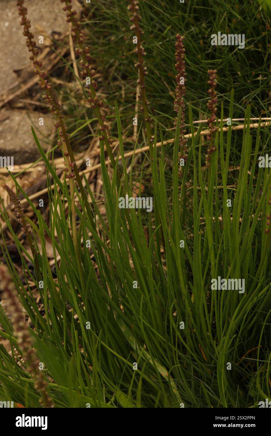 common arrowgrass (Triglochin maritima), Plantae, Malltraeth, Anglesey ...