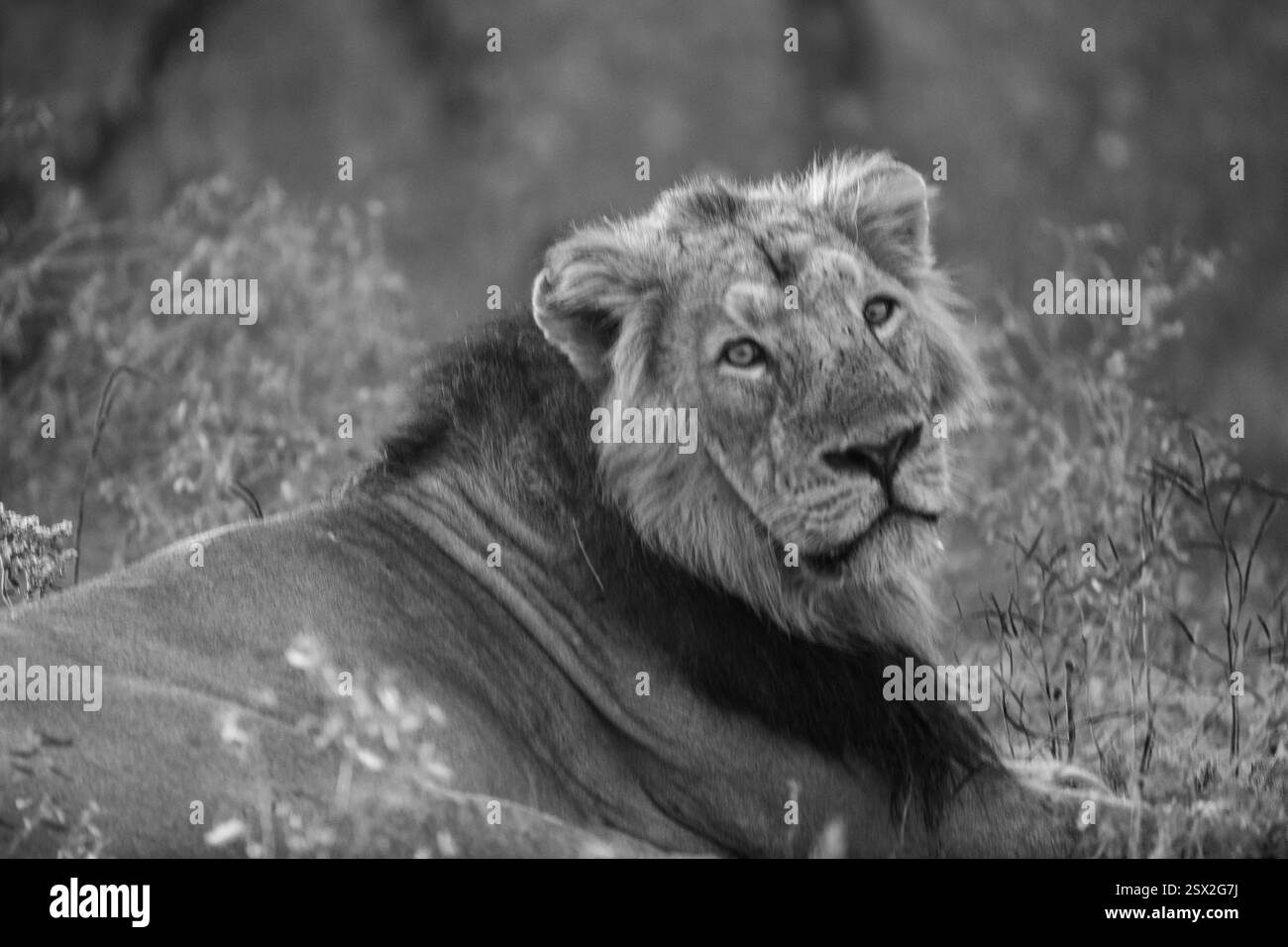 Black and White Portrait of a Majestic Male Lion in Gir Forest, India ...