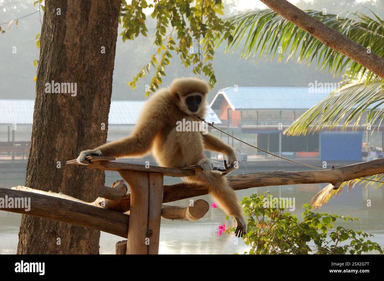 Light-colored gibbon monkey tied with rope on a tree in Kanchanaburi ...