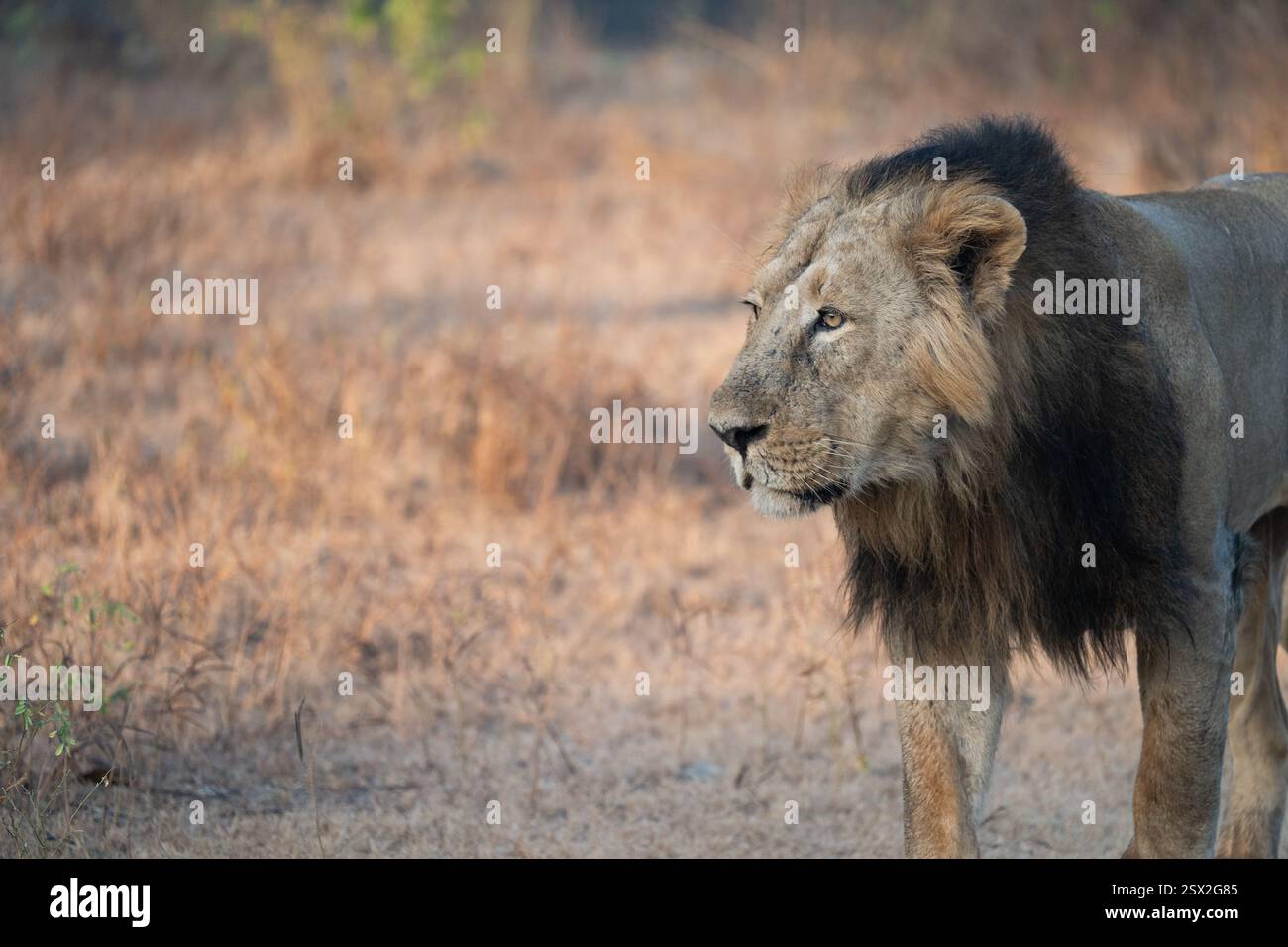 Male Lion Inspecting His Territory in Gir Forest, India – A Powerful ...