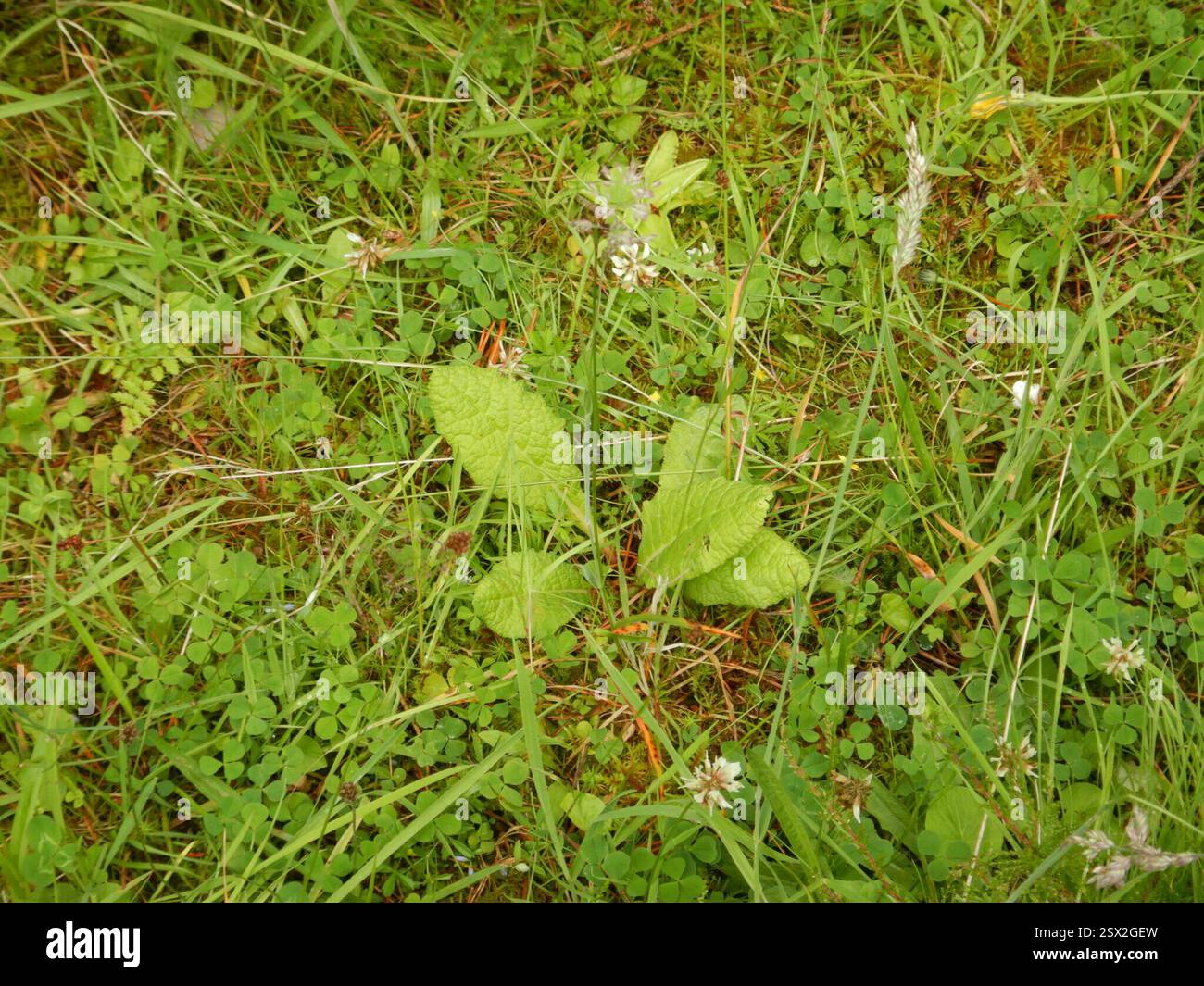 Angus primrose hi-res stock photography and images - Alamy