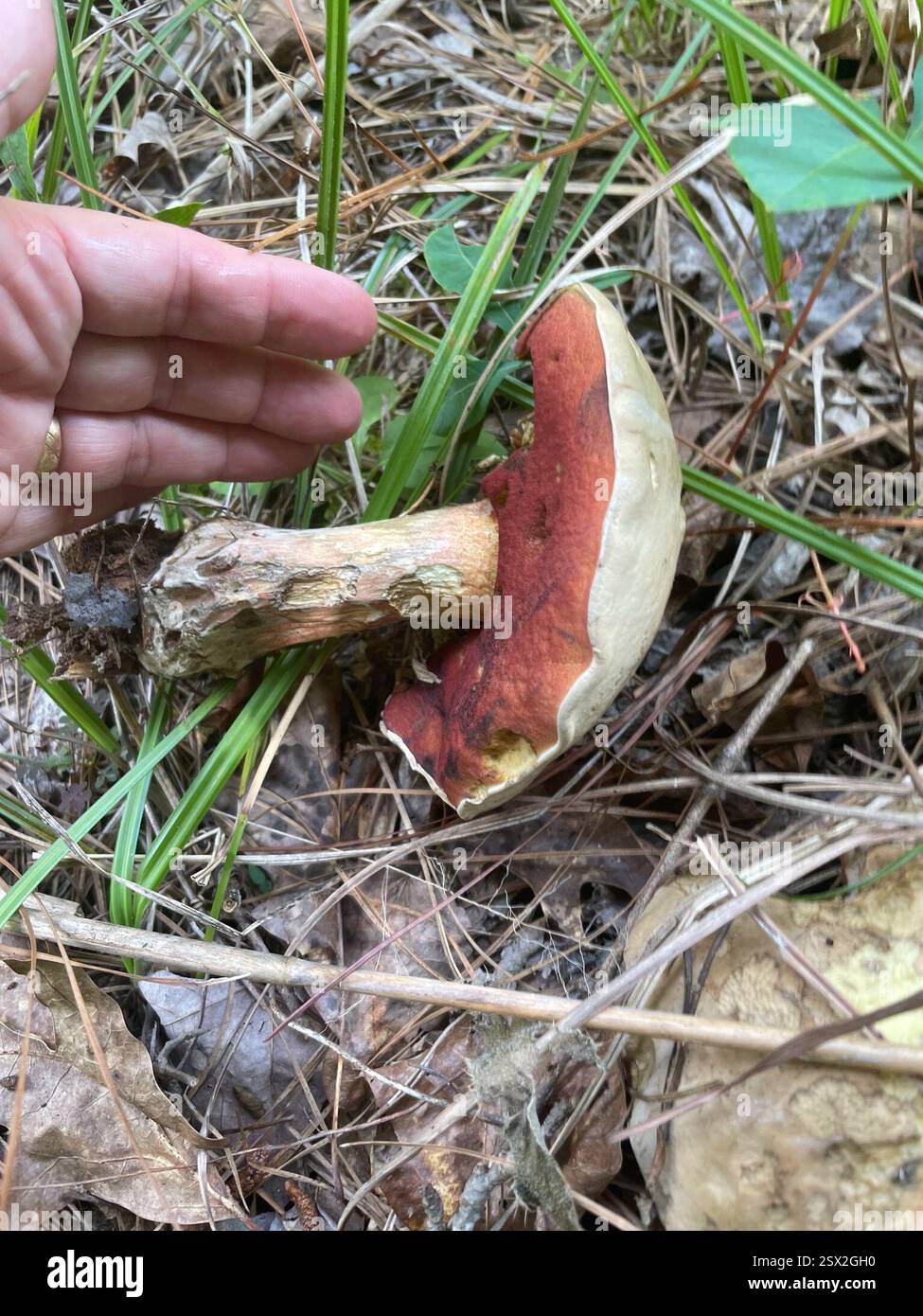 (Caloboletus firmus), Fungi, Wadesboro, NC, US Stock Photo - Alamy