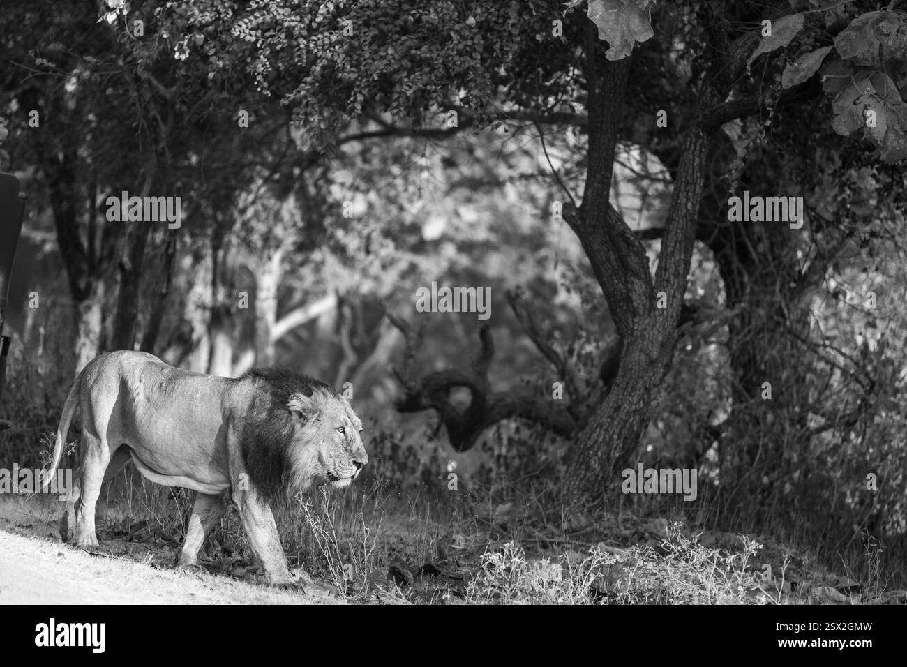 Gir landscape Black and White Stock Photos & Images - Alamy