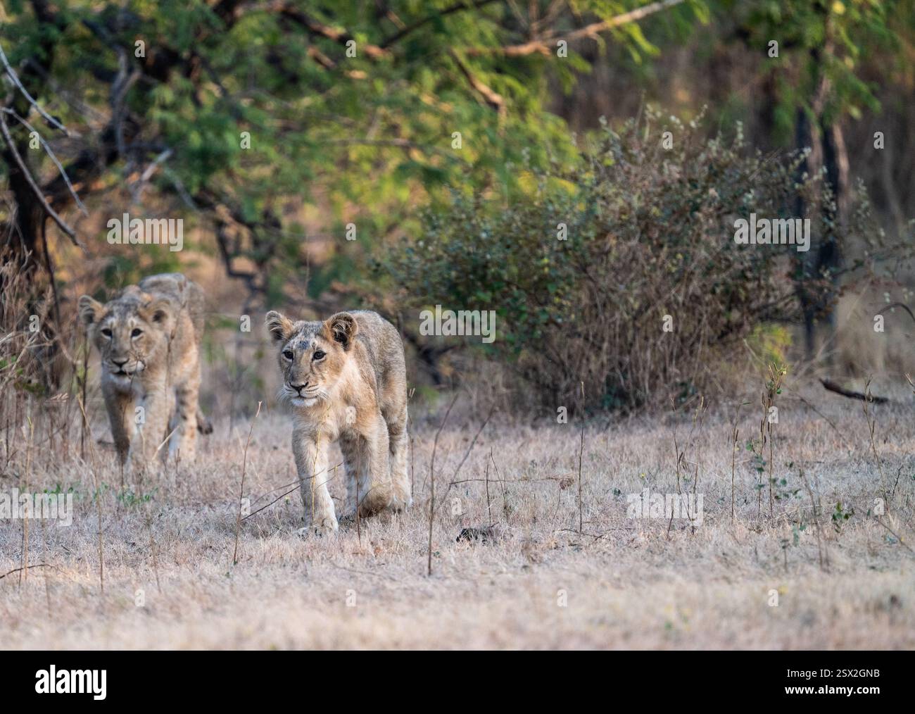Two Playful Lion Cubs Walking Through Gir Forest, India – A ...