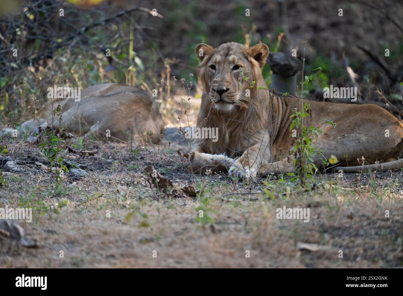 Asiatic Lioness Resting in Gir Forest, India – A Rare Glimpse of ...