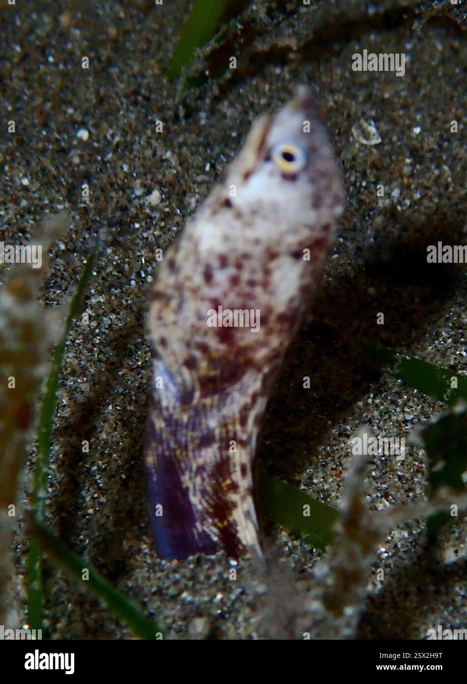 Marbled Snake Eel (Callechelys marmorata), Actinopterygii, Dibab, Red ...