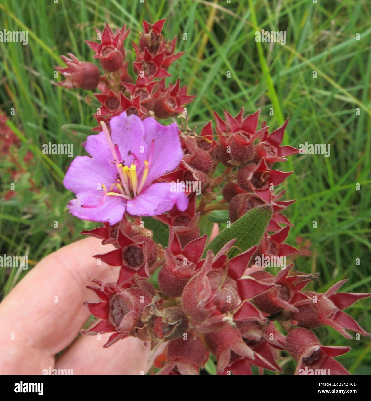 Marsh Dissotis (Argyrella canescens), Plantae, uMgungundlovu District ...