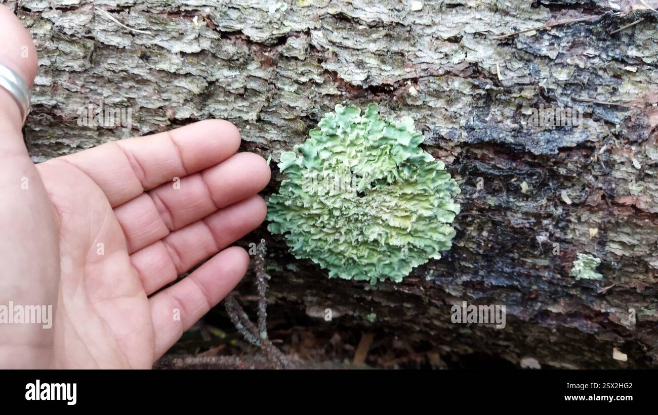 typical shield lichens (Parmelioideae), Fungi, Ferntastic Trail, George ...