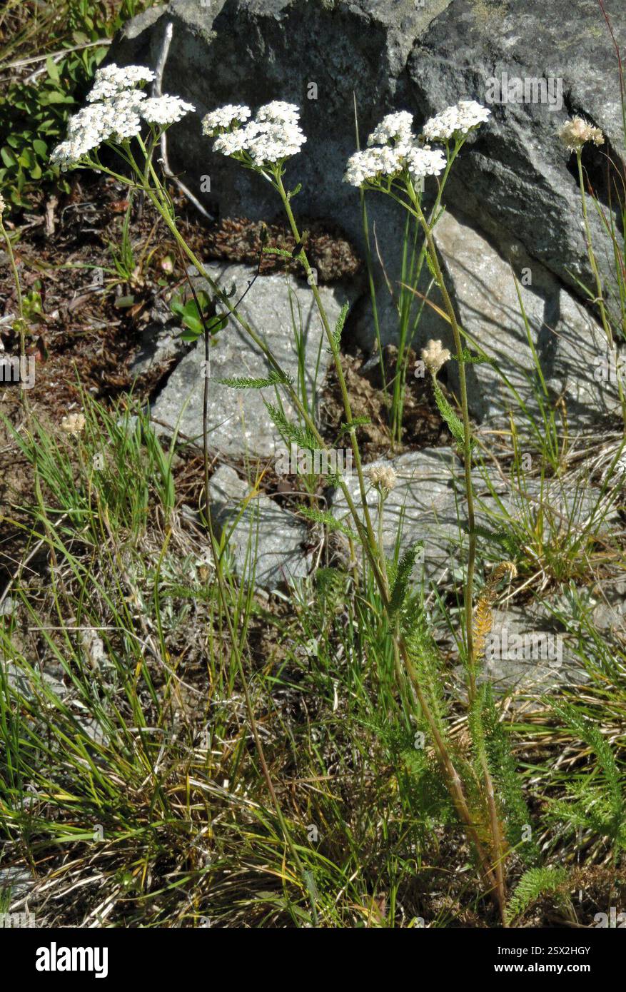 common yarrow (Achillea millefolium), Plantae, Kootenay Boundary, BC ...
