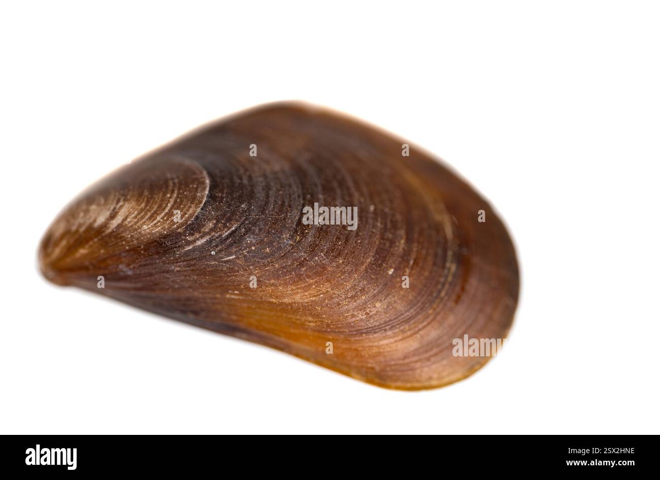 mussel shell isolated on white background Stock Photo - Alamy
