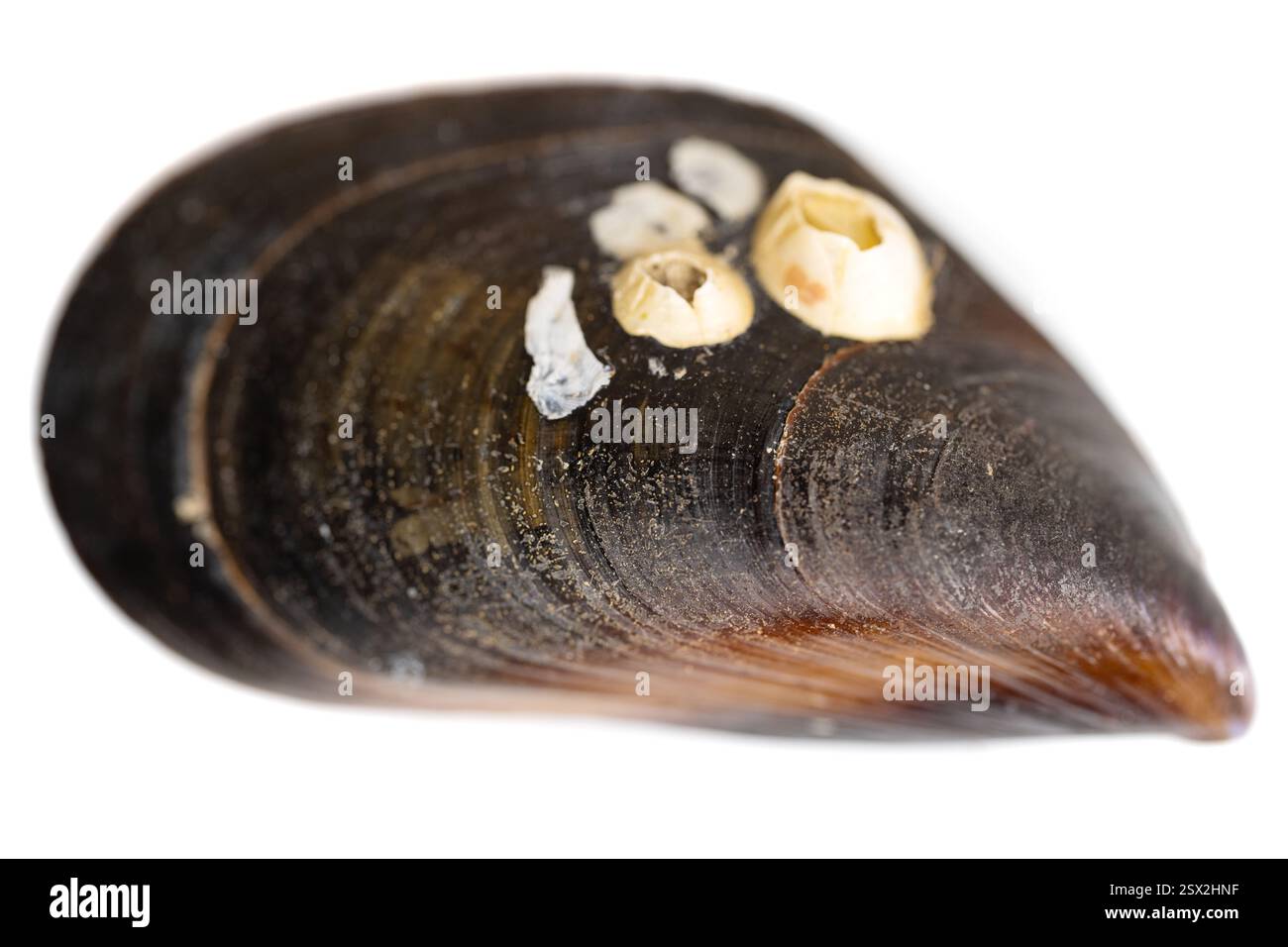 mussel shell isolated on white background Stock Photo - Alamy