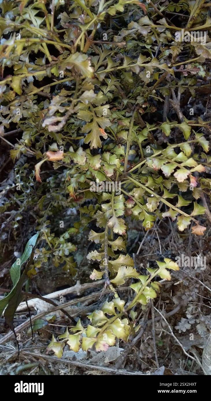 celery pine (Phyllocladus trichomanoides), Plantae, Maitai, Nelson, New ...