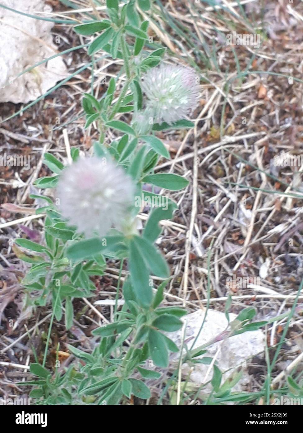 rabbitfoot clover (Trifolium arvense), Plantae, Neuseddin, Seddiner See ...