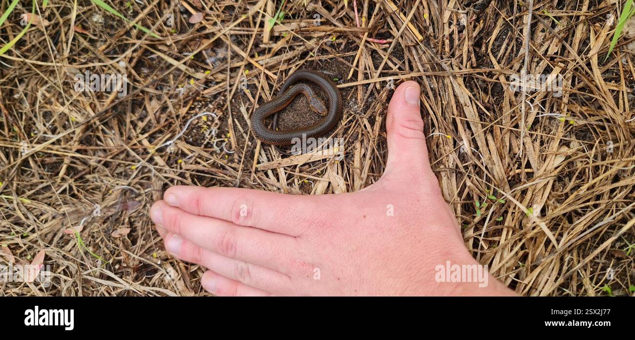 Lowlands Copperhead (Austrelaps superbus), Reptilia, Victoria, AU Stock ...