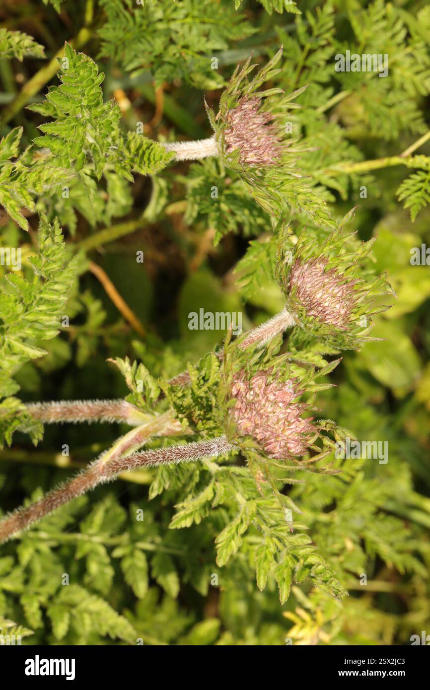 Sea Carrot (Daucus carota gummifer), Plantae, Cemlyn Bay, Cemlyn ...