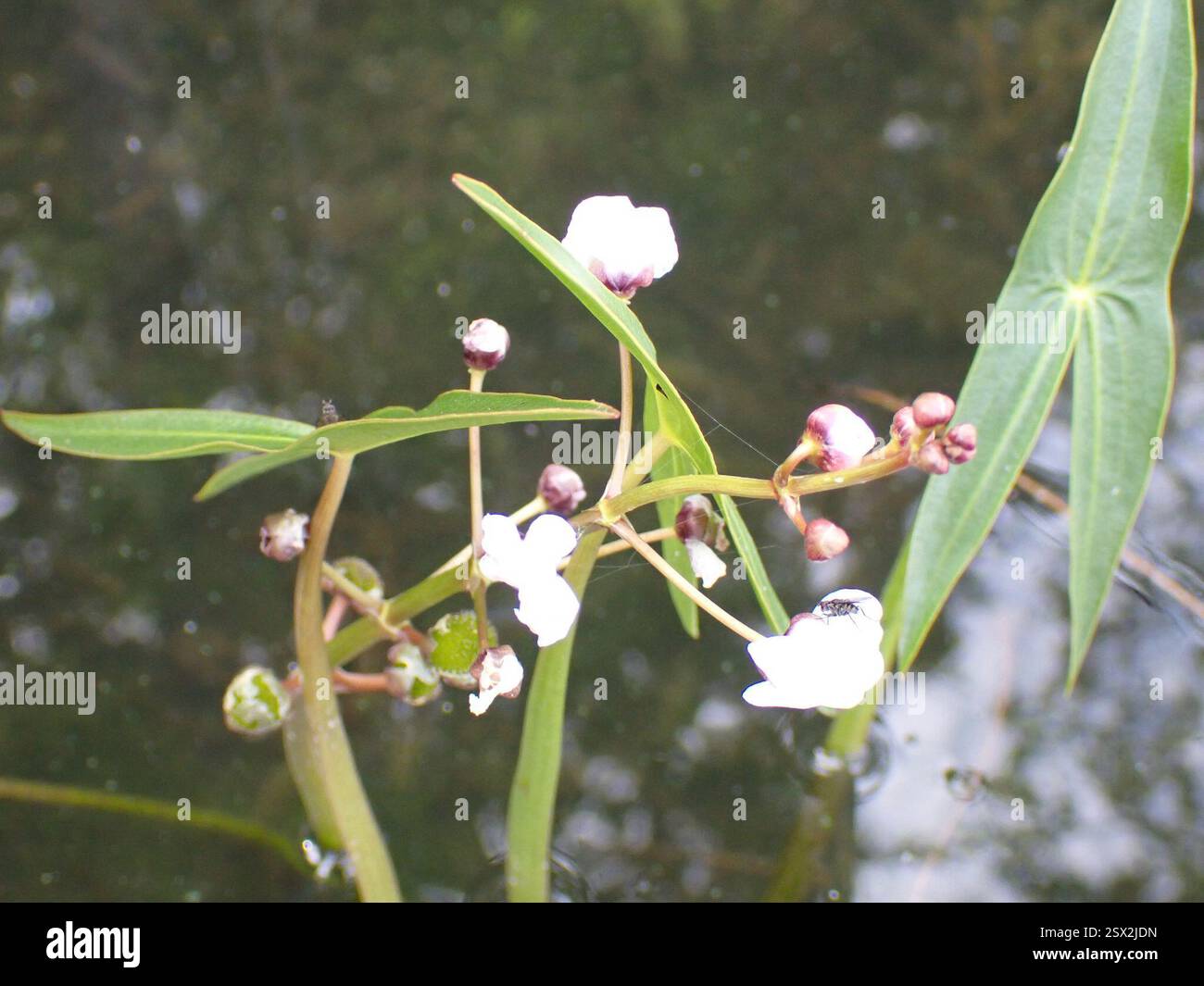 Arrowhead (Sagittaria sagittifolia), Plantae, Hummuli, EE-VG, EE Stock ...