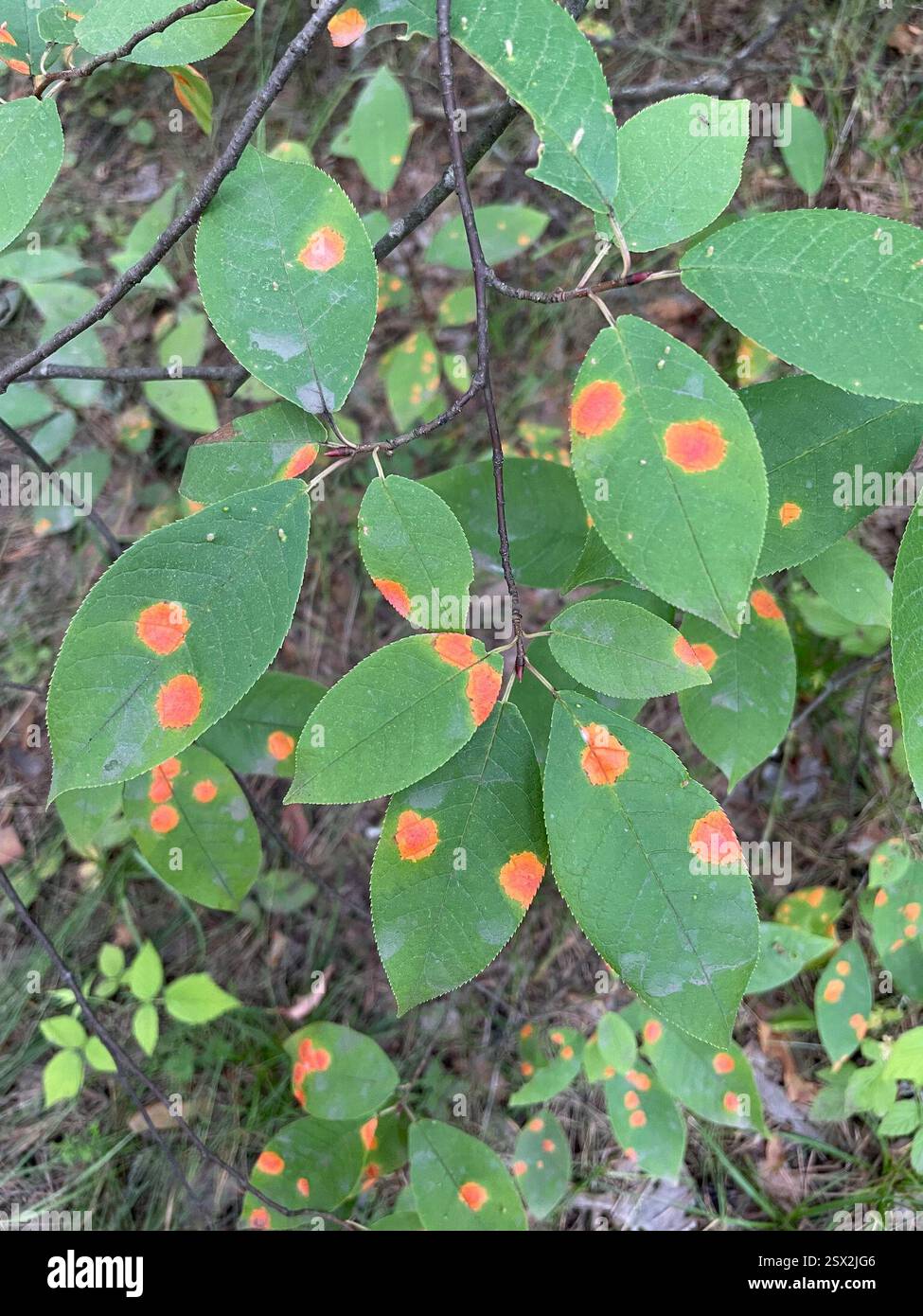 (Polystigma), Fungi, Кочкуровский р-н, Респ. Мордовия, Россия Stock ...