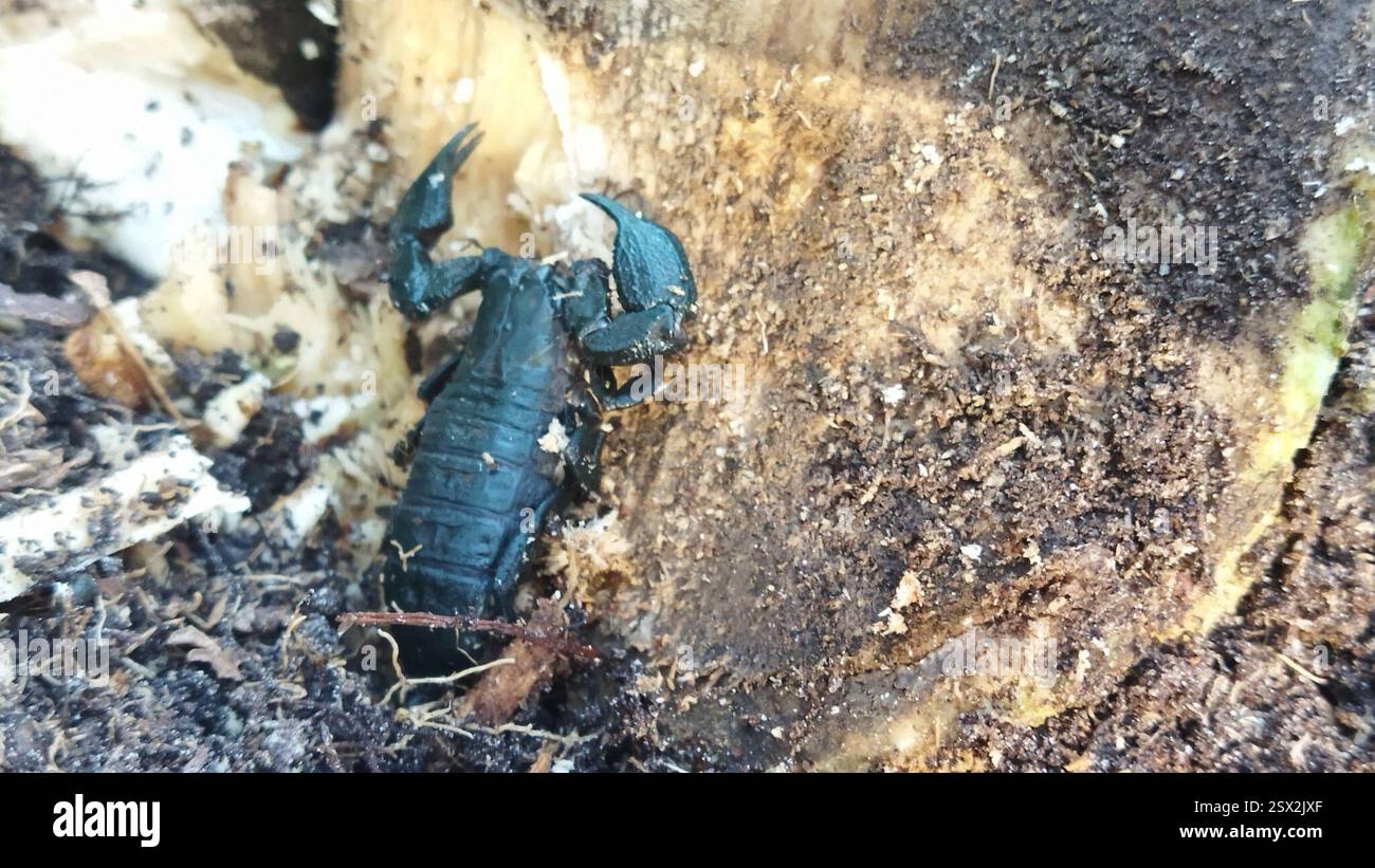 Cape Docile Scorpion (Opisthacanthus capensis), Arachnida ...