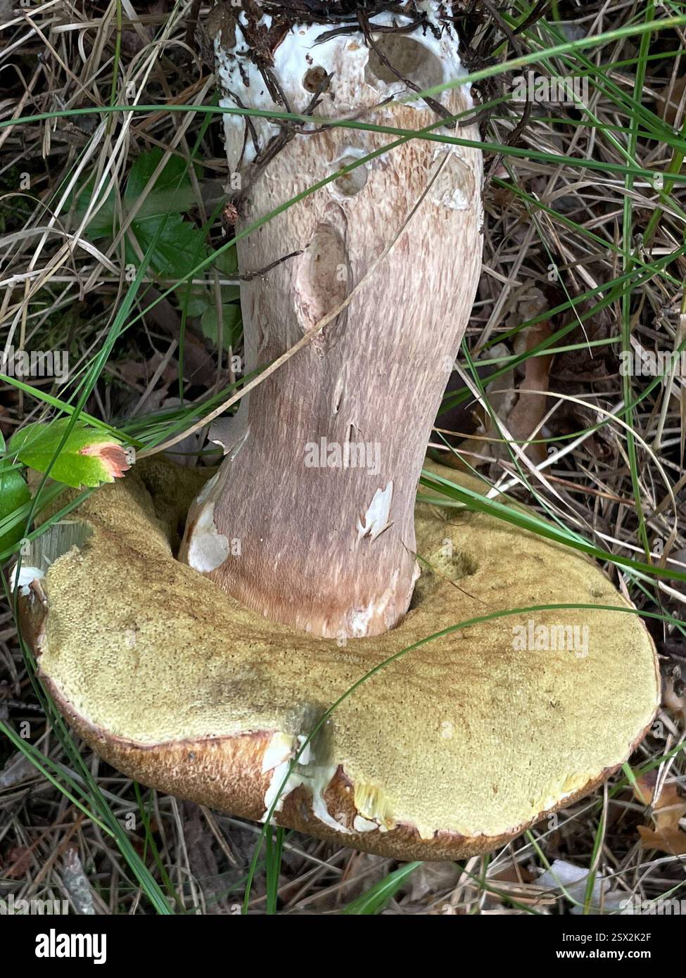Summer Bolete (Boletus reticulatus), Fungi, Кочкуровский р-н, Респ ...
