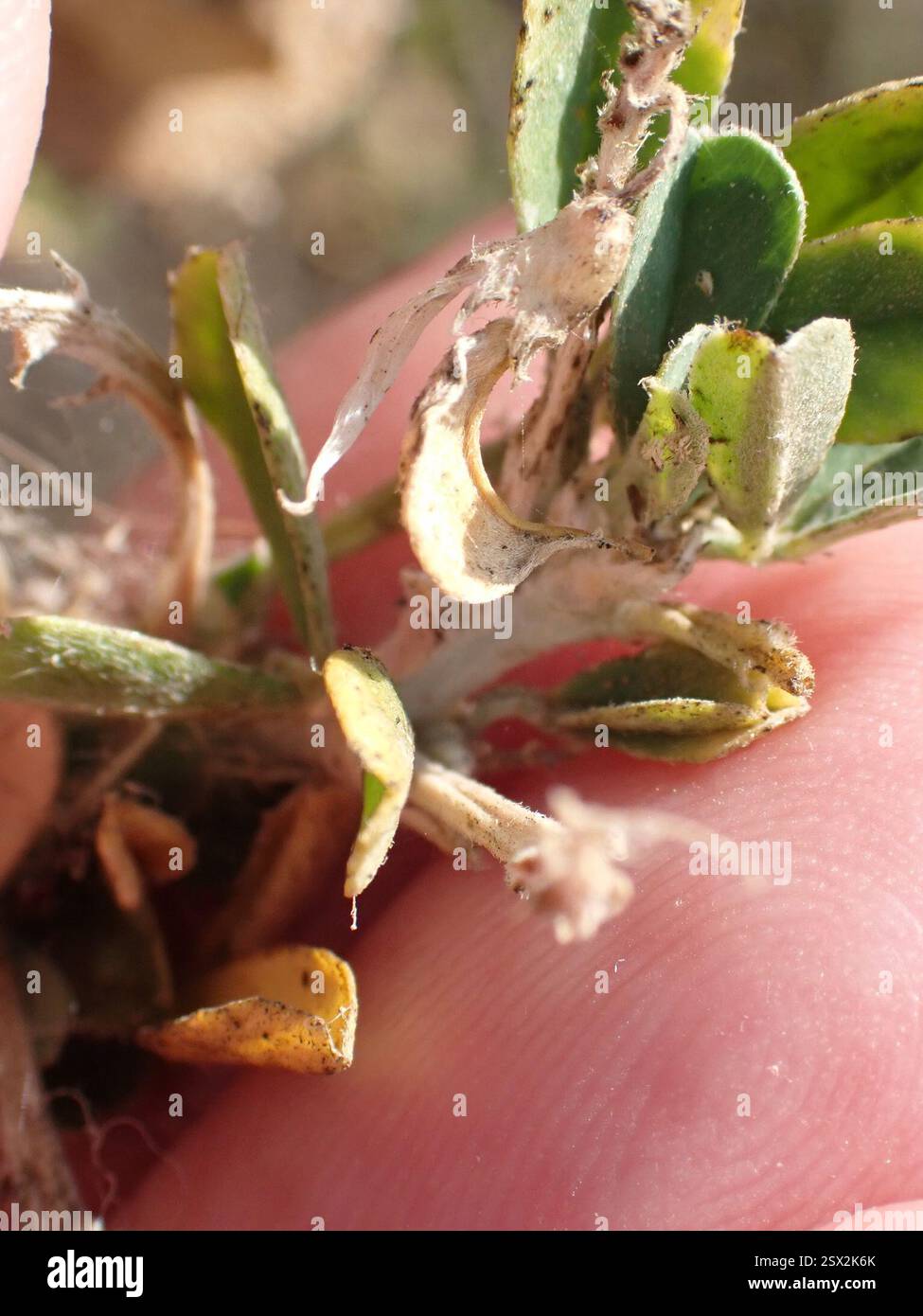 tree medick (Medicago arborea), Plantae, Leucate, France Stock Photo ...