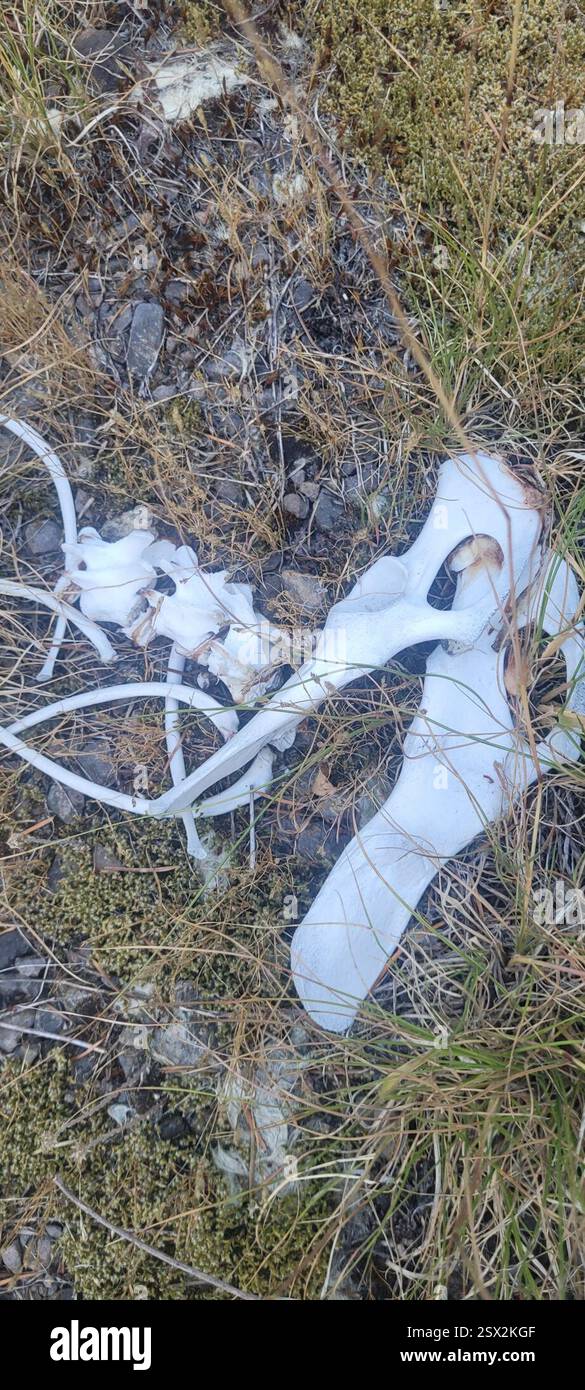 North American Mountain Lion (Puma concolor couguar), Mammalia, Youbou ...