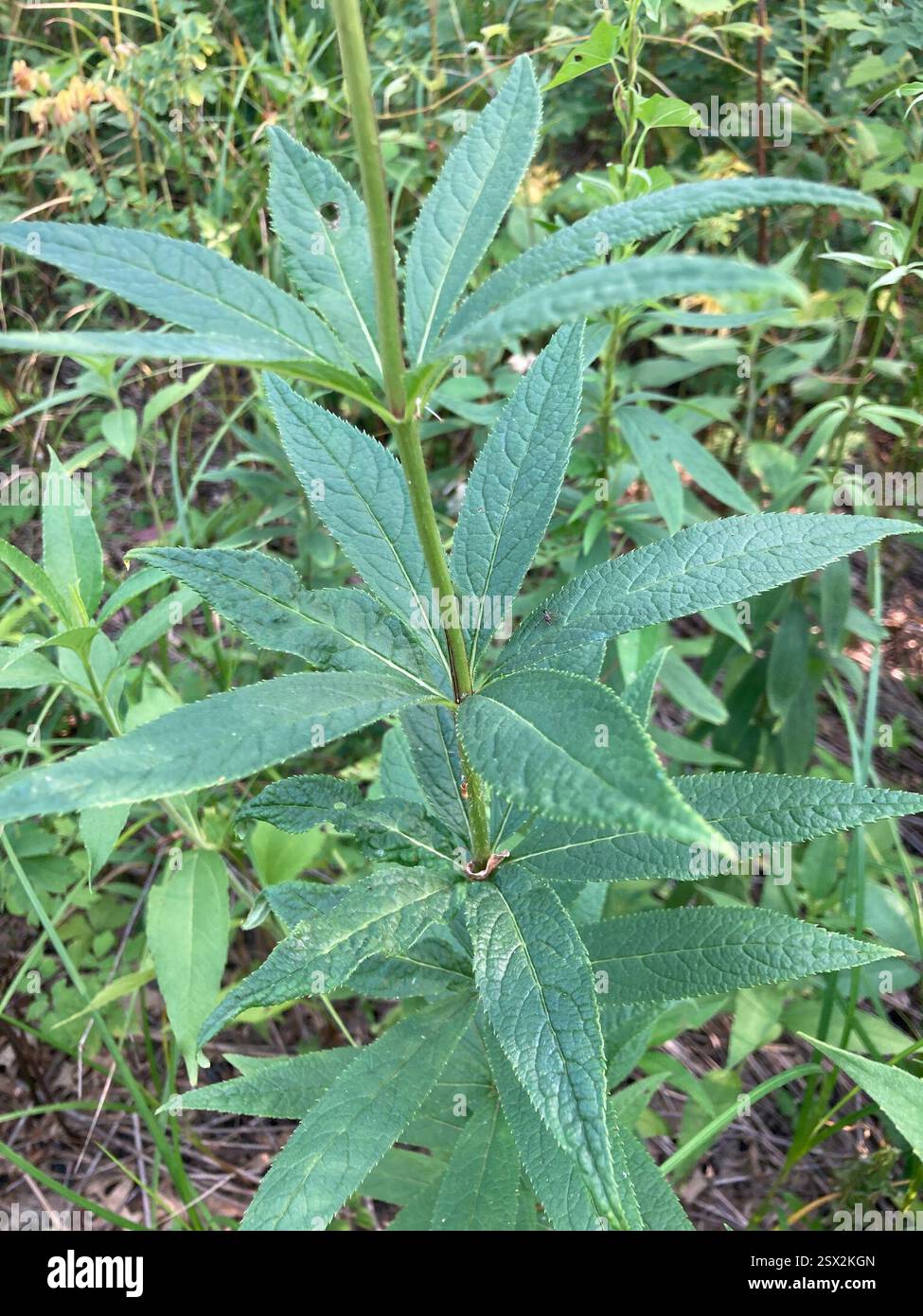 Culver's root (Veronicastrum virginicum), Plantae, Wilton, IA, US Stock ...