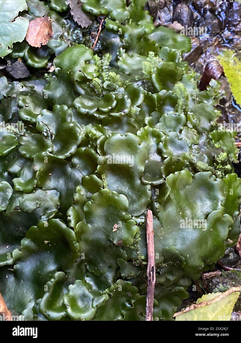 (Monoclea forsteri), Plantae, Wellington, NZ-WG, NZ Stock Photo - Alamy