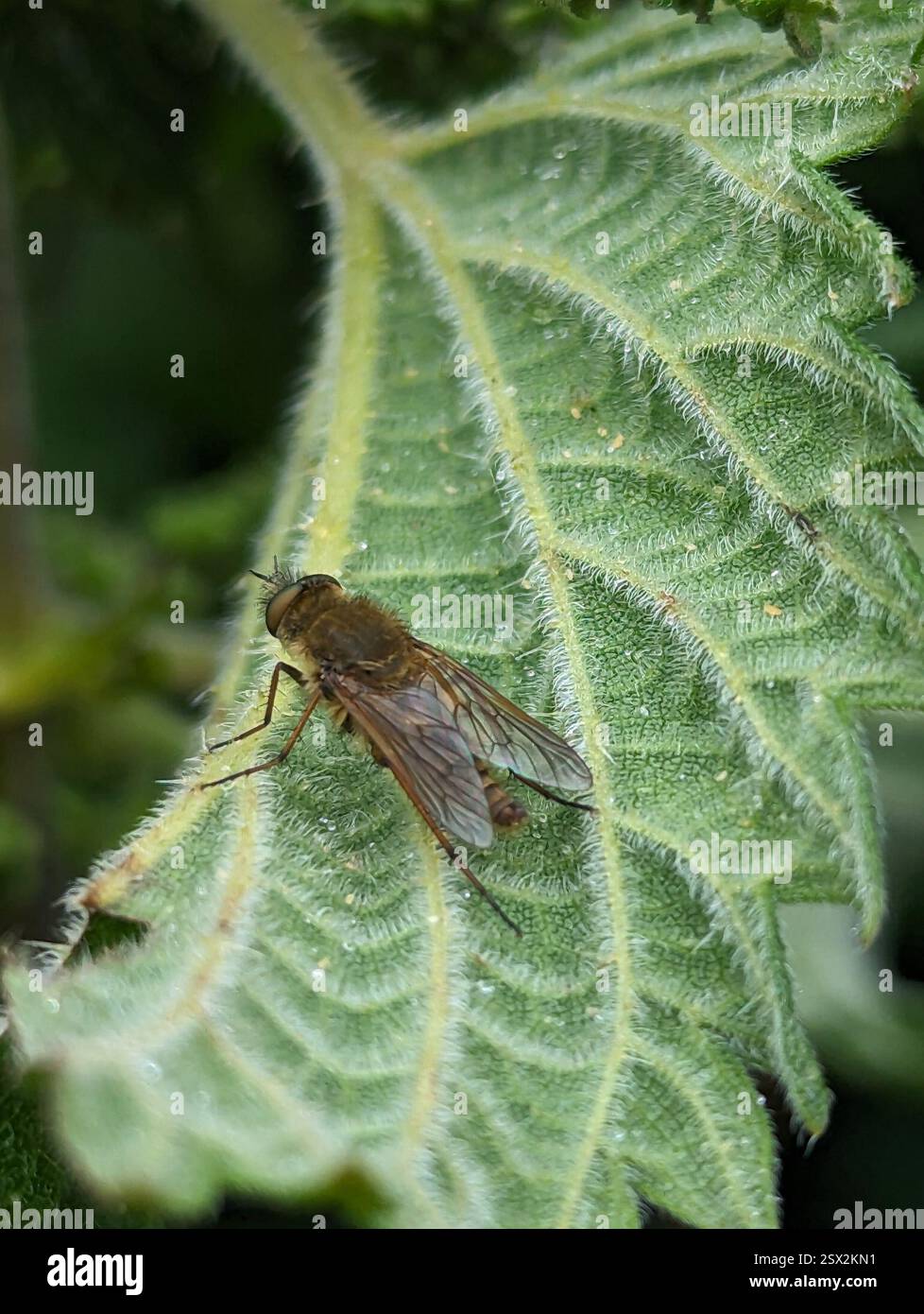 Thereva nobilitata hi-res stock photography and images - Alamy