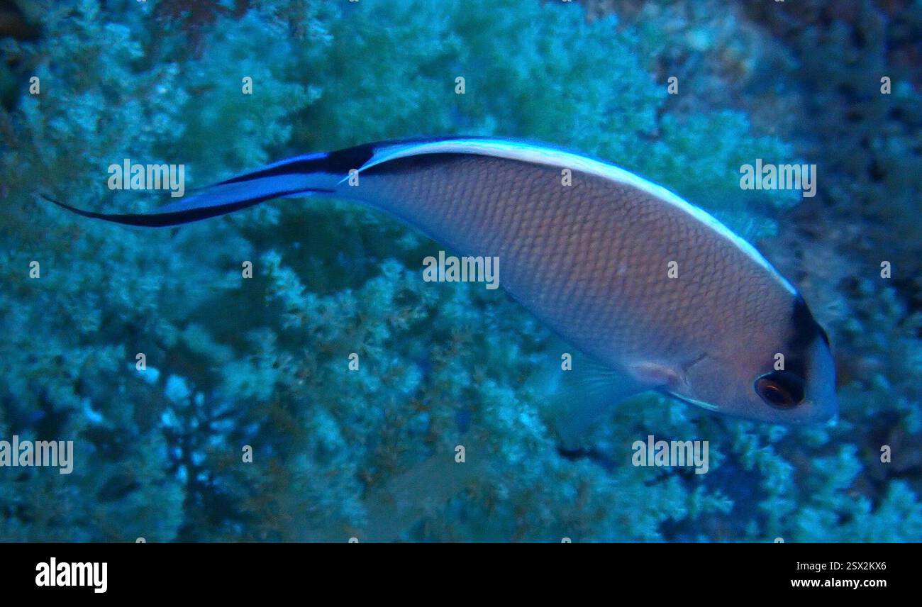Zebra Angelfish (Genicanthus caudovittatus), Actinopterygii, Red Sea ...